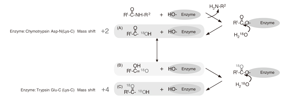 stable isotopes(Oxygen-¹⁸O) ｜NIPPON SANSO (Eng)